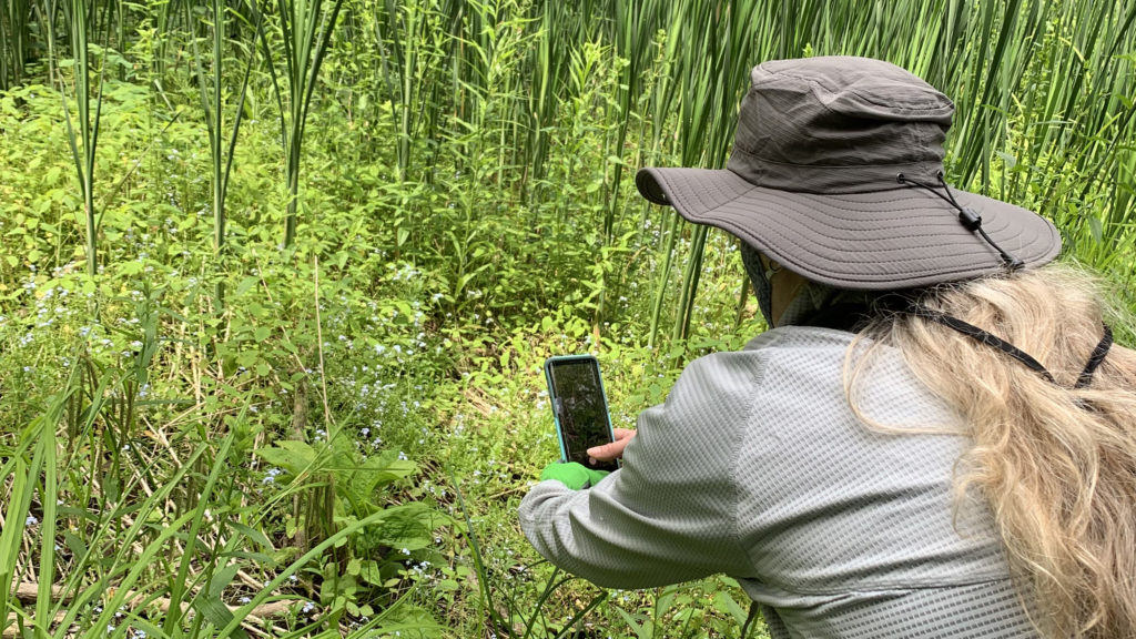 Toronto Nature Stewards – Stewardship on Public Land
