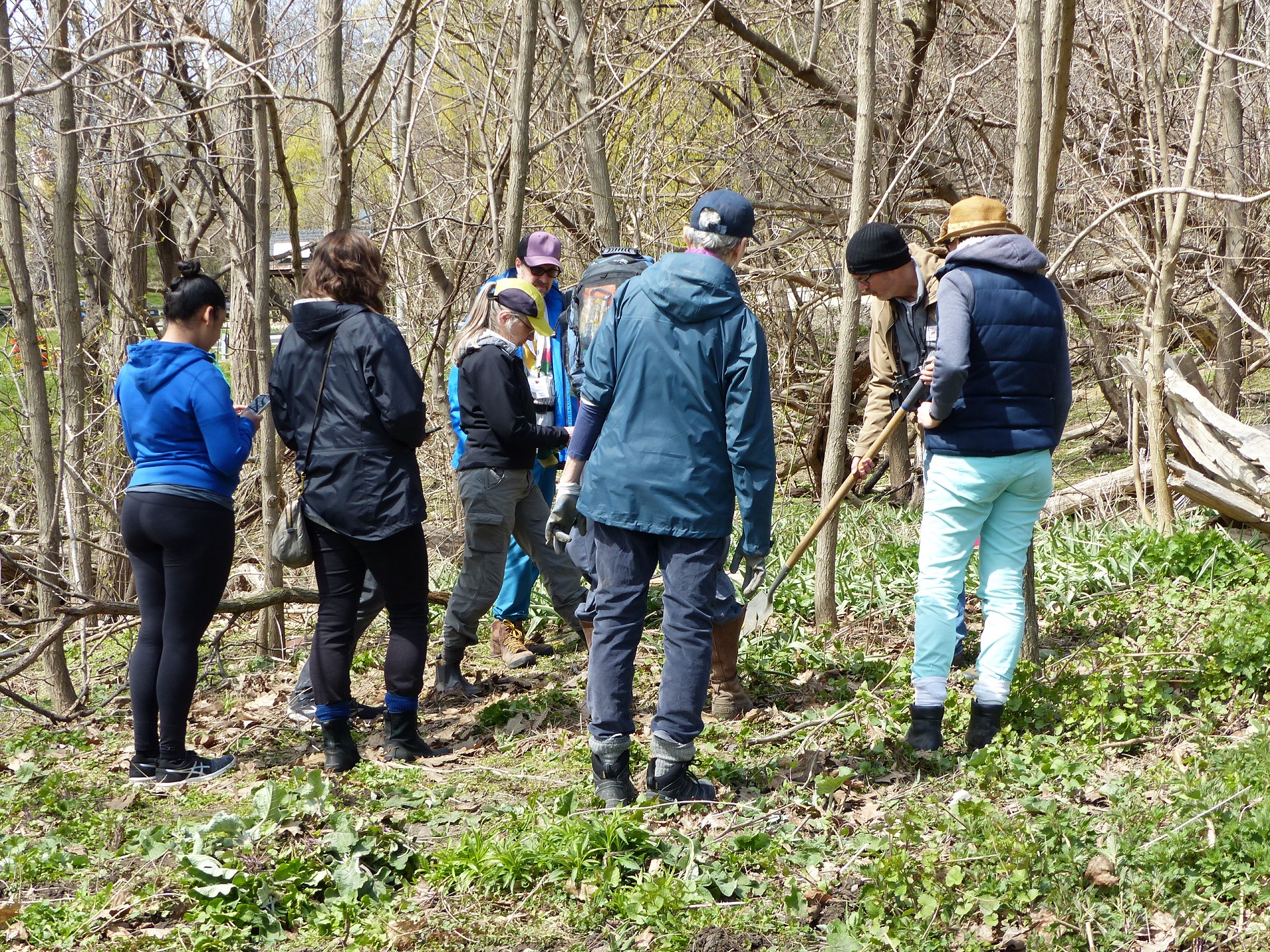 How we Steward our Sites – Toronto Nature Stewards