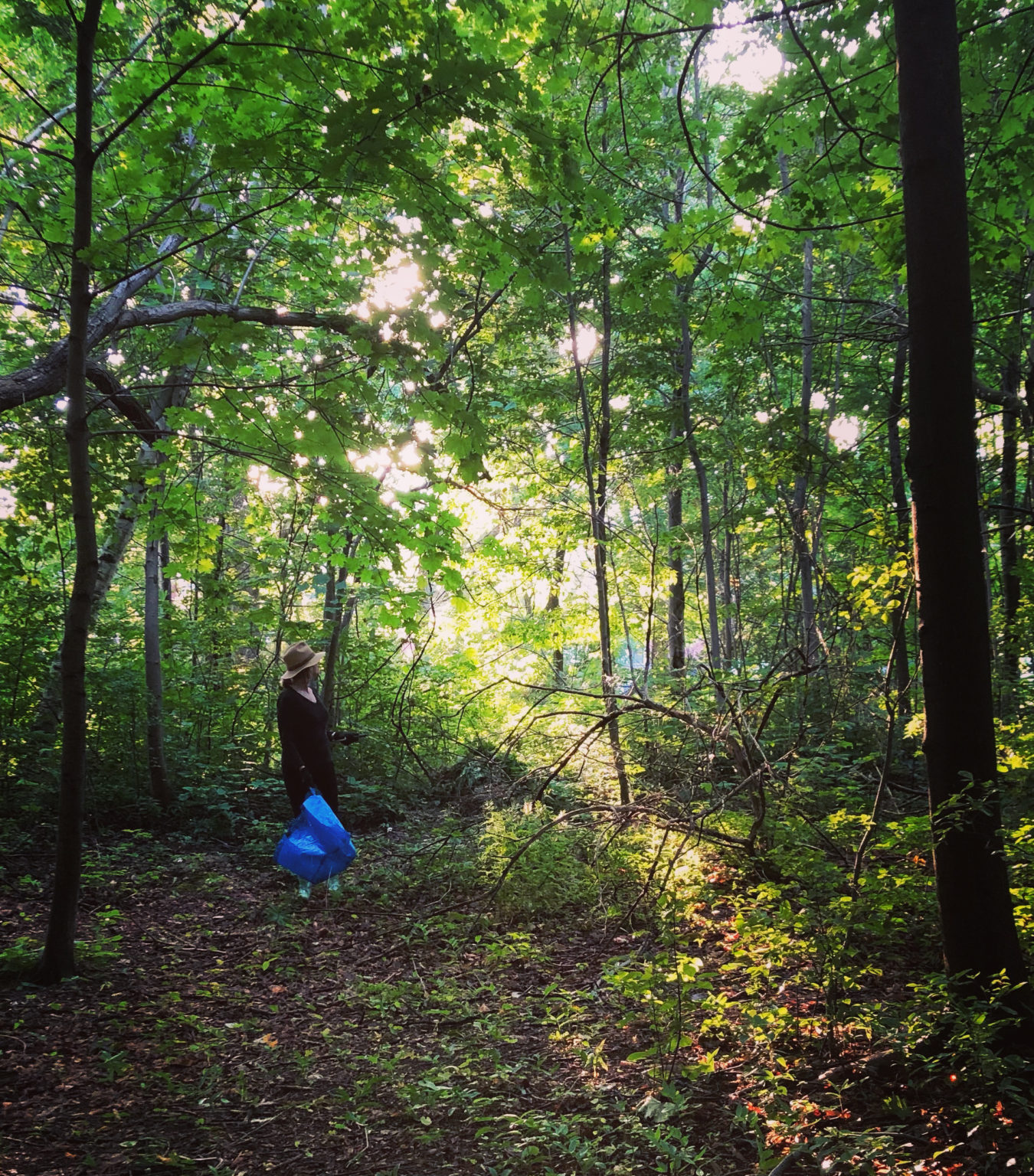 News – Toronto Nature Stewards